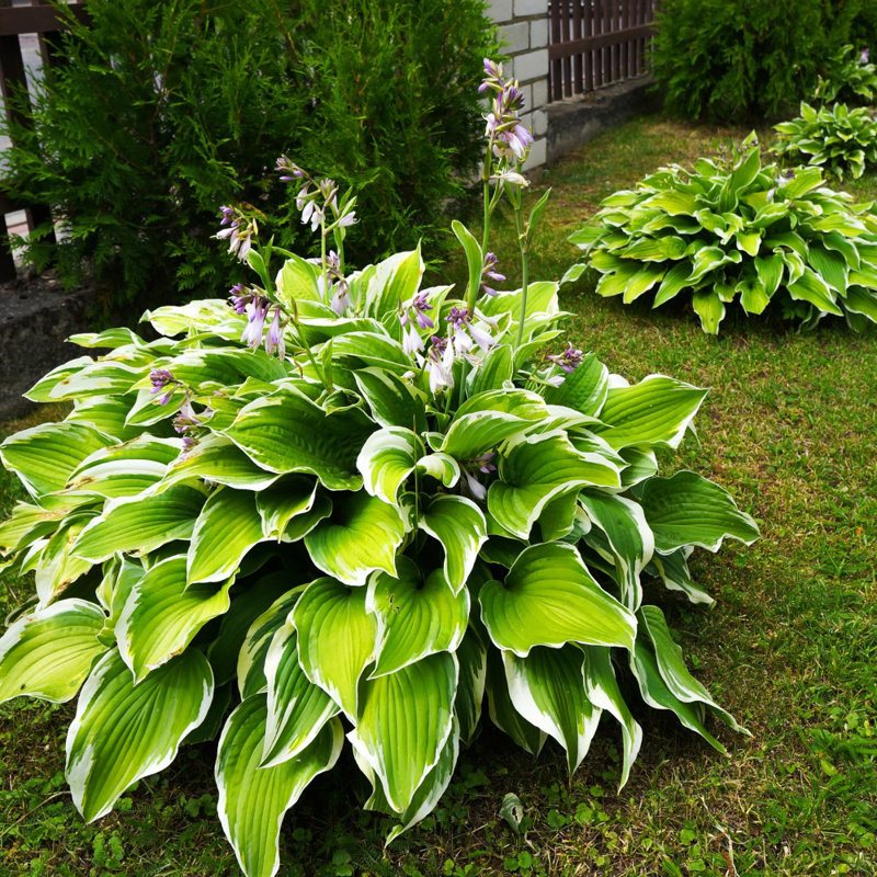Touch of ECO Hardy Heart Shaped Hosta Plants - 3 Bare Roots - Shade Tolerant Plants Great for ...